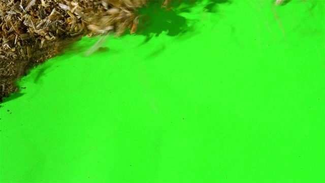Green Screen Blow Up Stock Footage: Royalty-Free Video Clips - Storyblocks