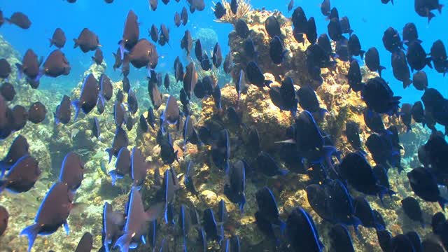 Deep Sea Fish Stock Footage: Royalty-Free Video Clips - Storyblocks