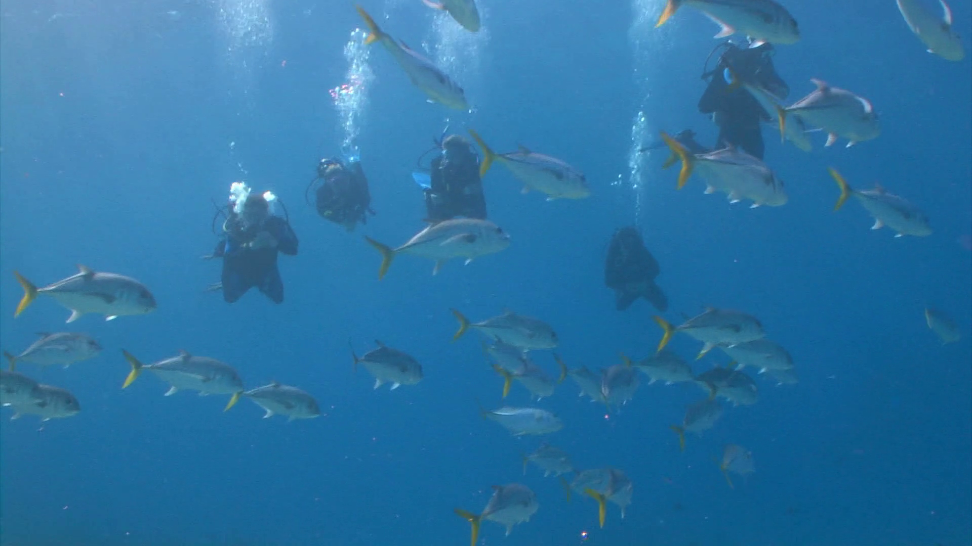 Scuba Divers Watching School Of Fish Swim Stock Footage SBV-300105547 ...