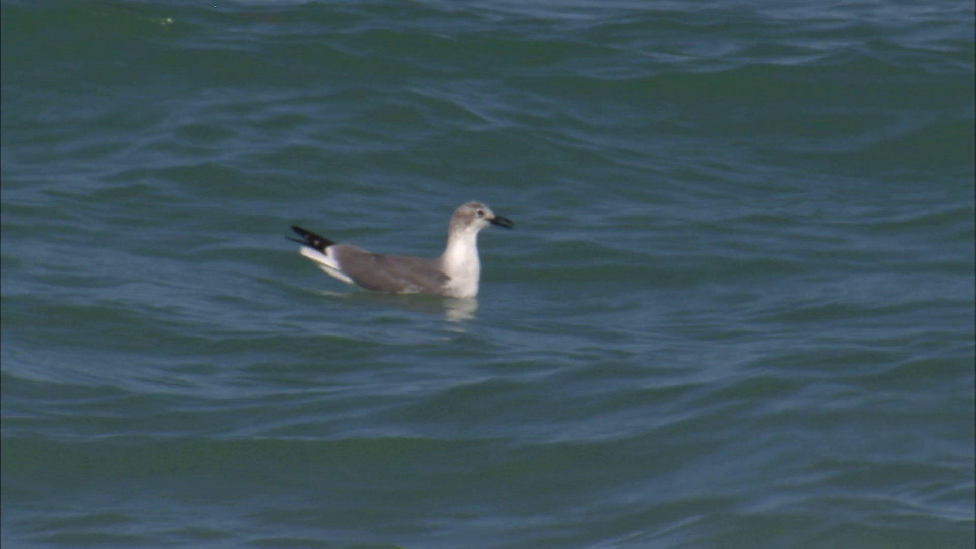 Seagull Floating In Ocean Stock Footage SBV-300065664 - Storyblocks