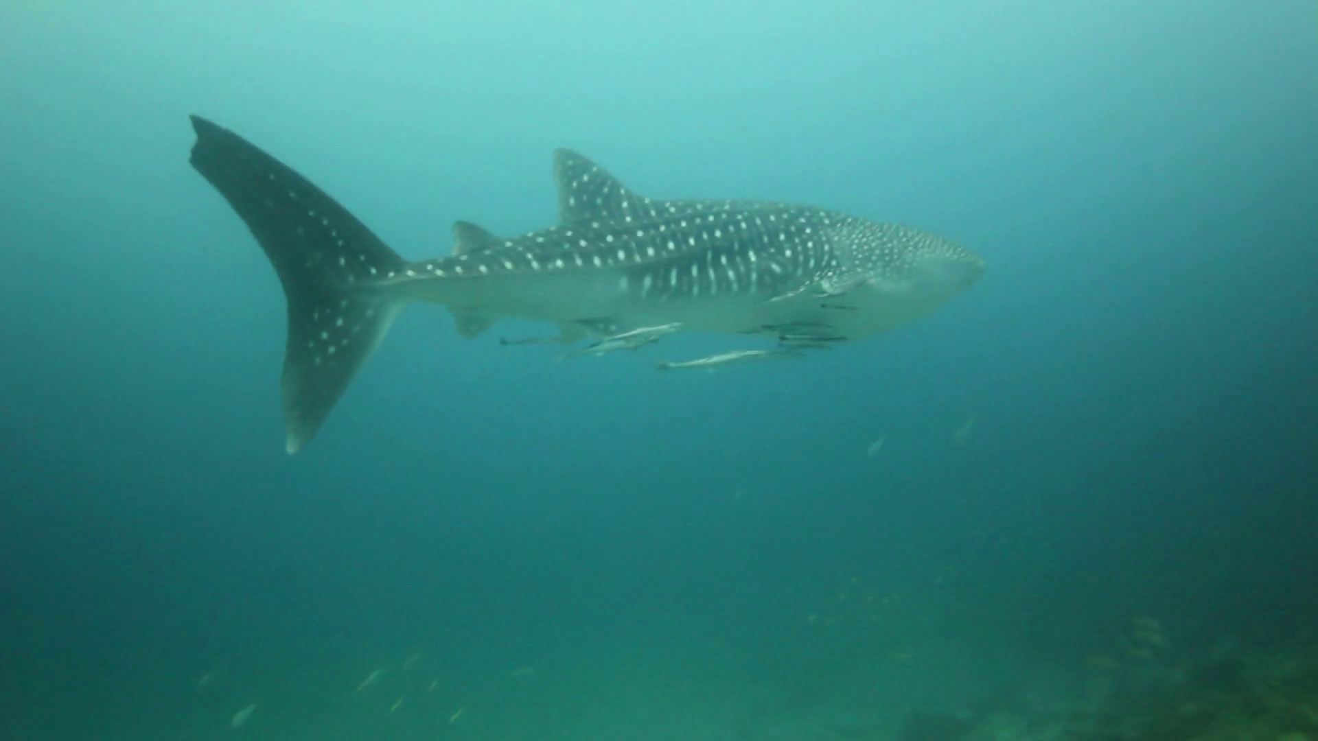 Shark Slowly Swimming Through Open Water Stock Footage SBV-300105753 ...