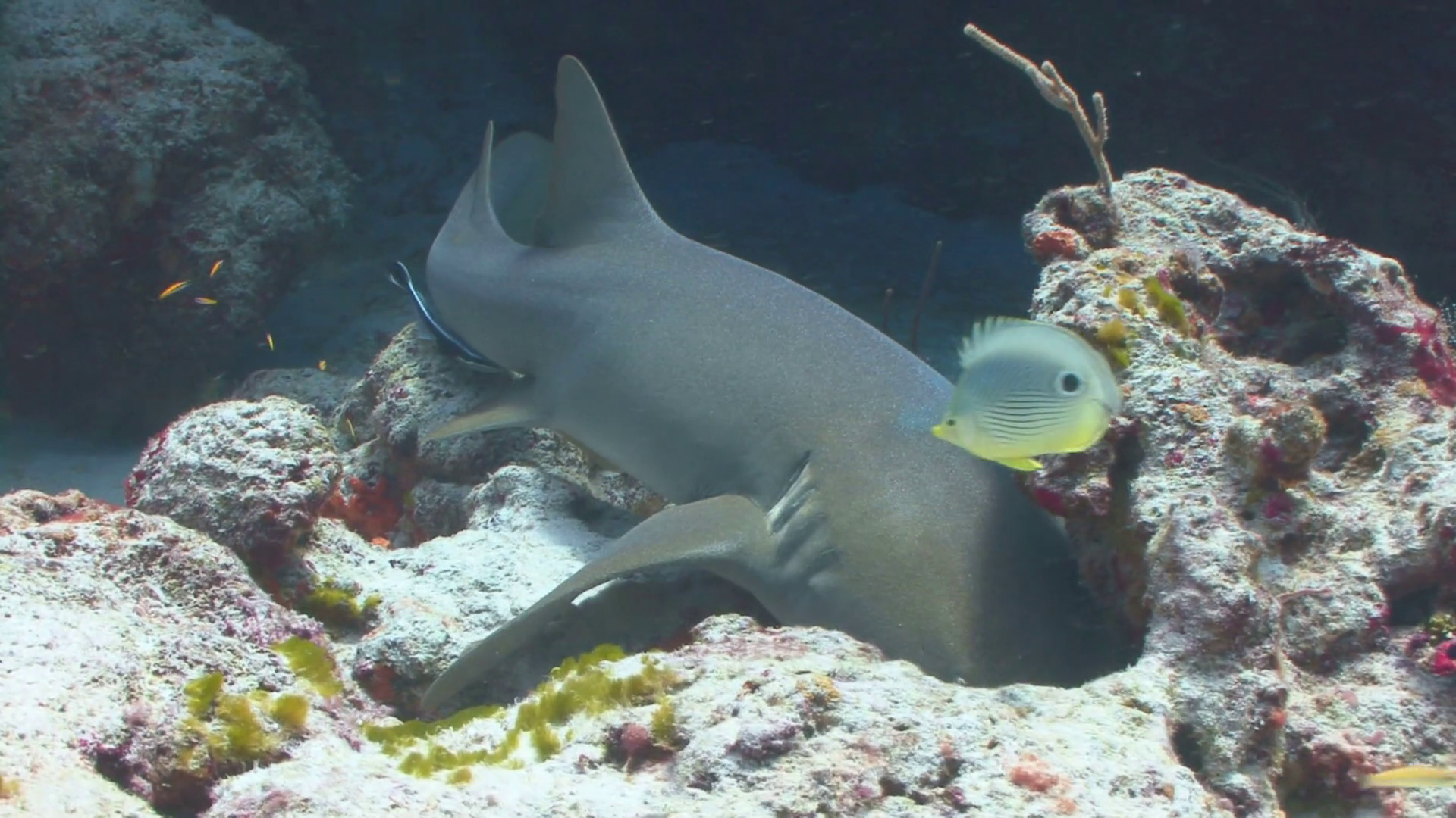 Shark Swimming Around Coral Reef Stock Footage SBV-300105803 - Storyblocks