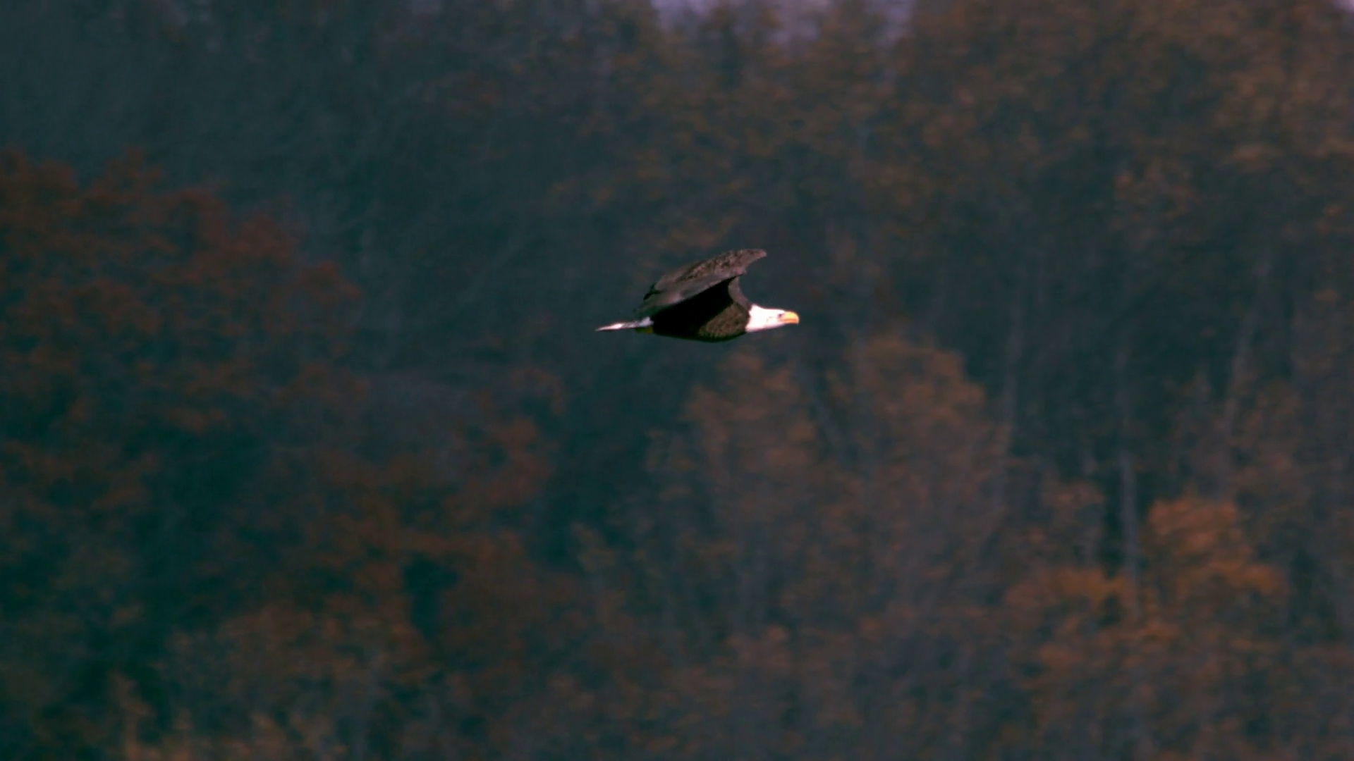 Slow Motion Bald Eagle Soaring Over Treetops Stock Footage SBV ...