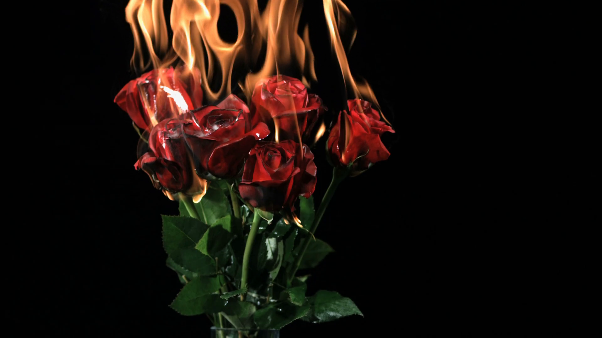Slow Motion Burning Red Roses Stock Footage SBV-300019855 - Storyblocks