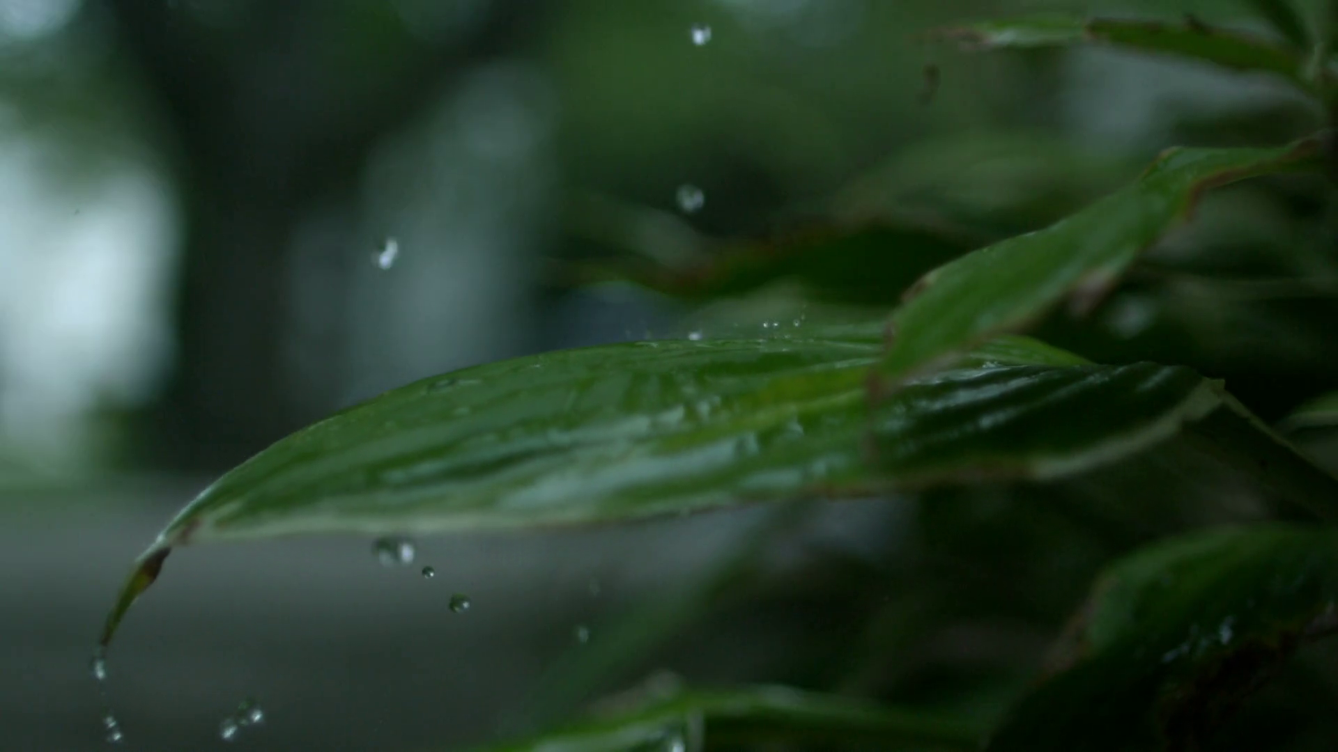 Slow Motion Rain On Plant Stock Footage SBV-300125502 - Storyblocks