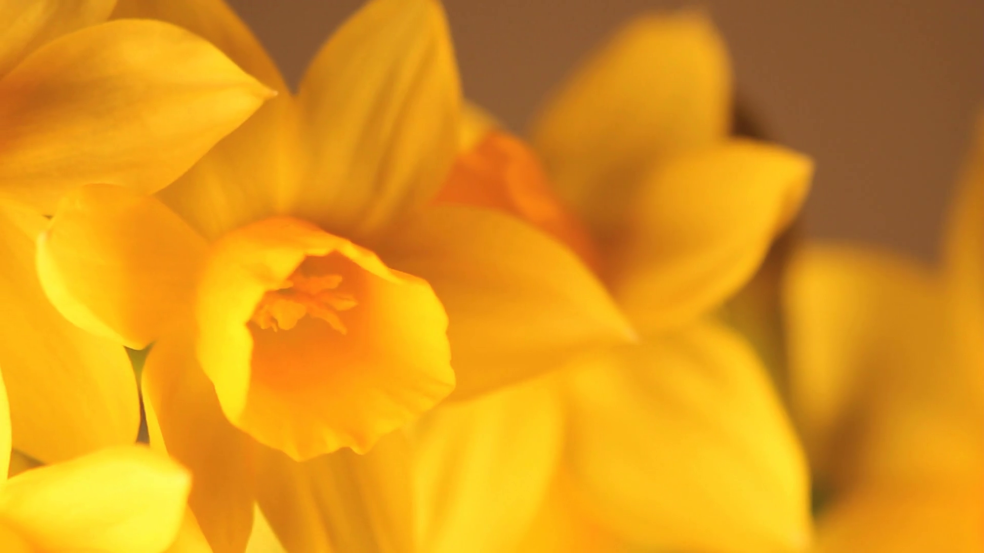 Slow Rotating Daffodil Petals Close Up Stock Footage SBV-300030360 ...