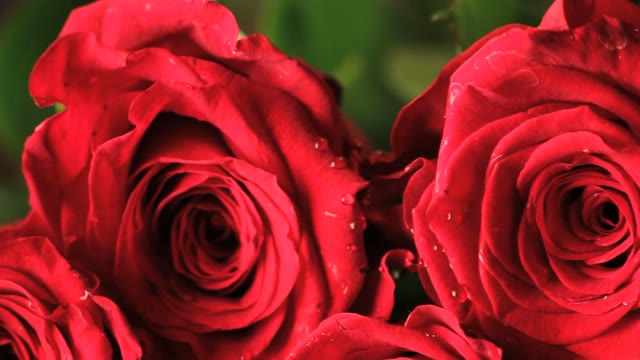 Rotating Rose Stock Footage: Royalty-Free Video Clips - Storyblocks
