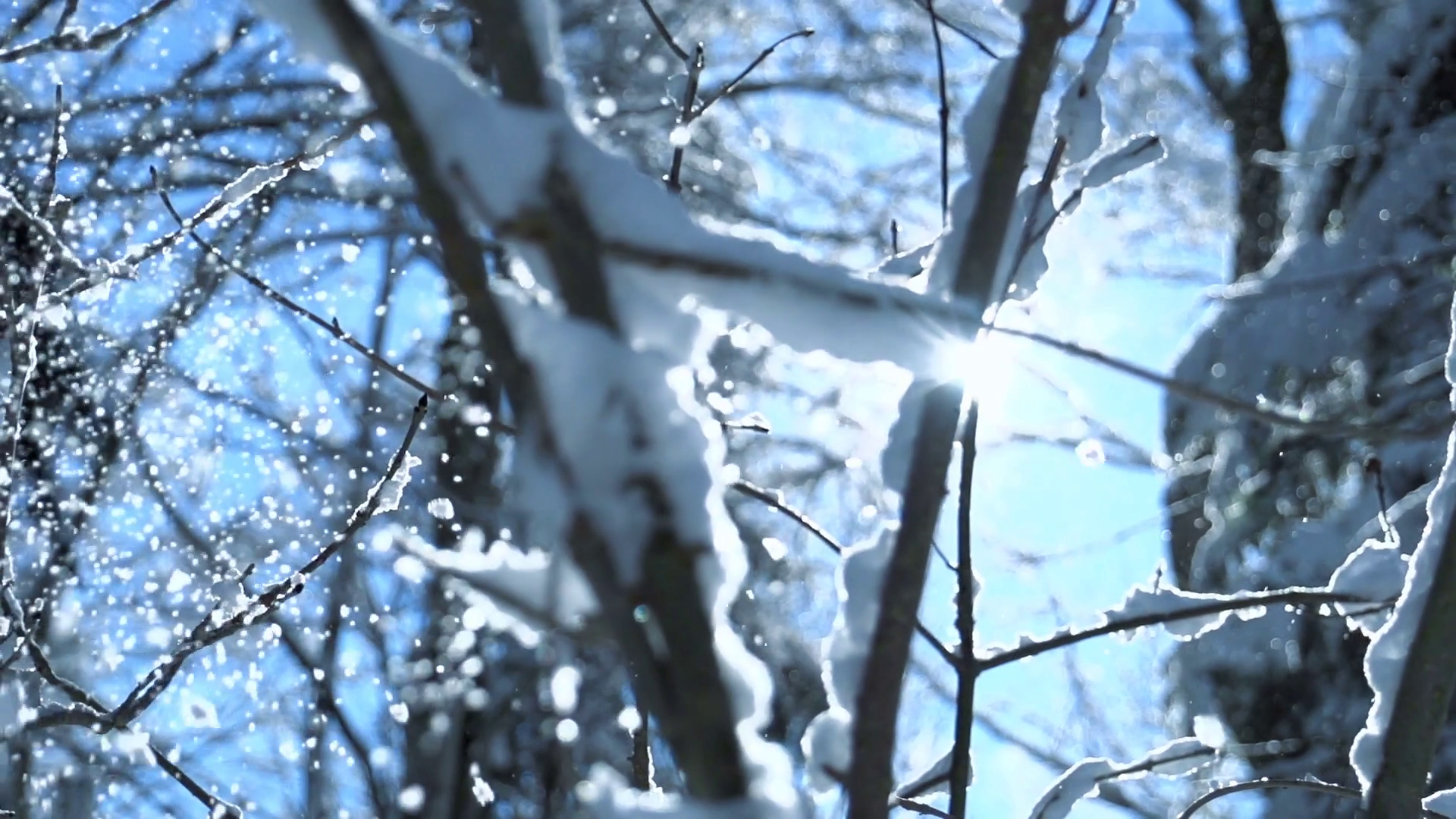 Snow Falling In Slow Motion Trees Woods Stock Footage SBV-306546074 ...