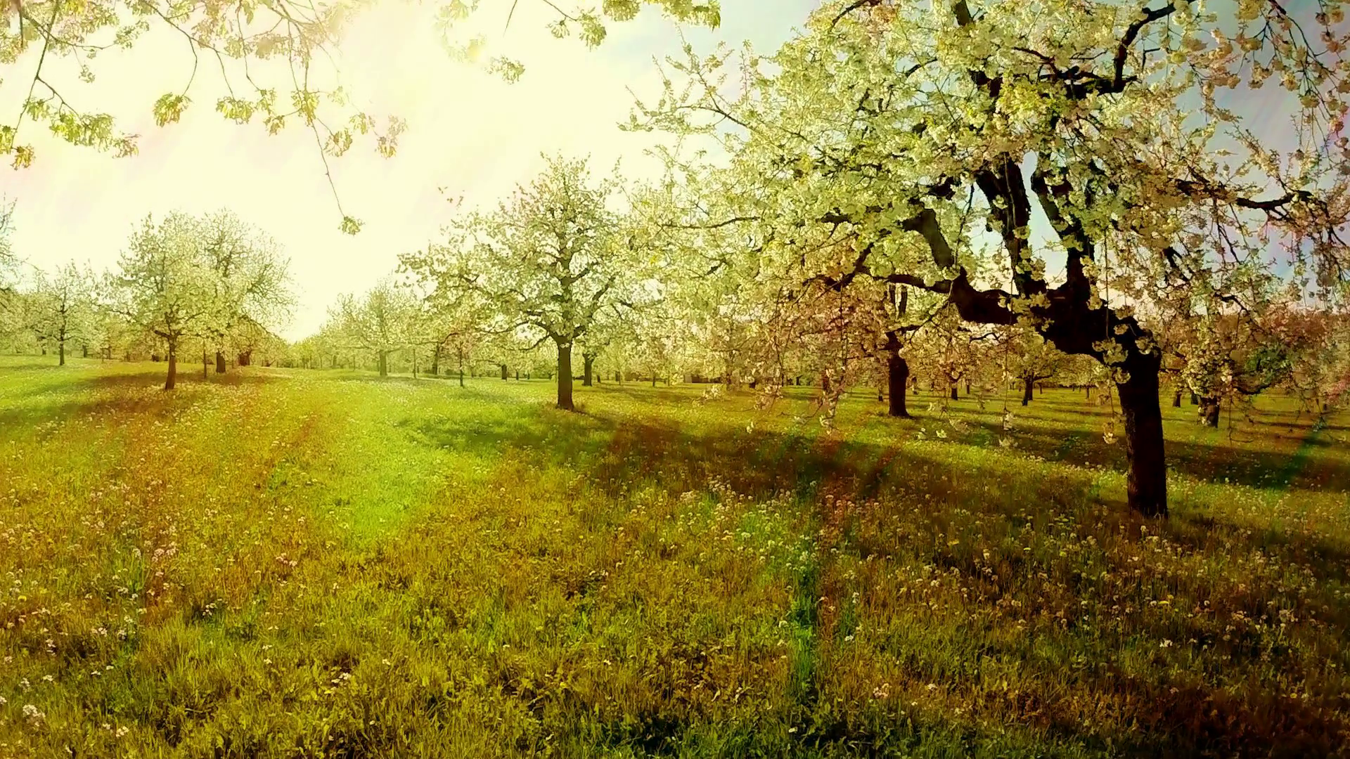 Spring Trees Background Textures Springtime Stock Footage SBV-306546164 ...