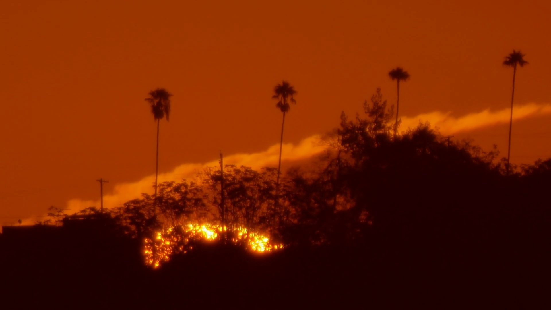 Sun Rising Behind Palm Trees Stock Footage SBV-308406768 - Storyblocks