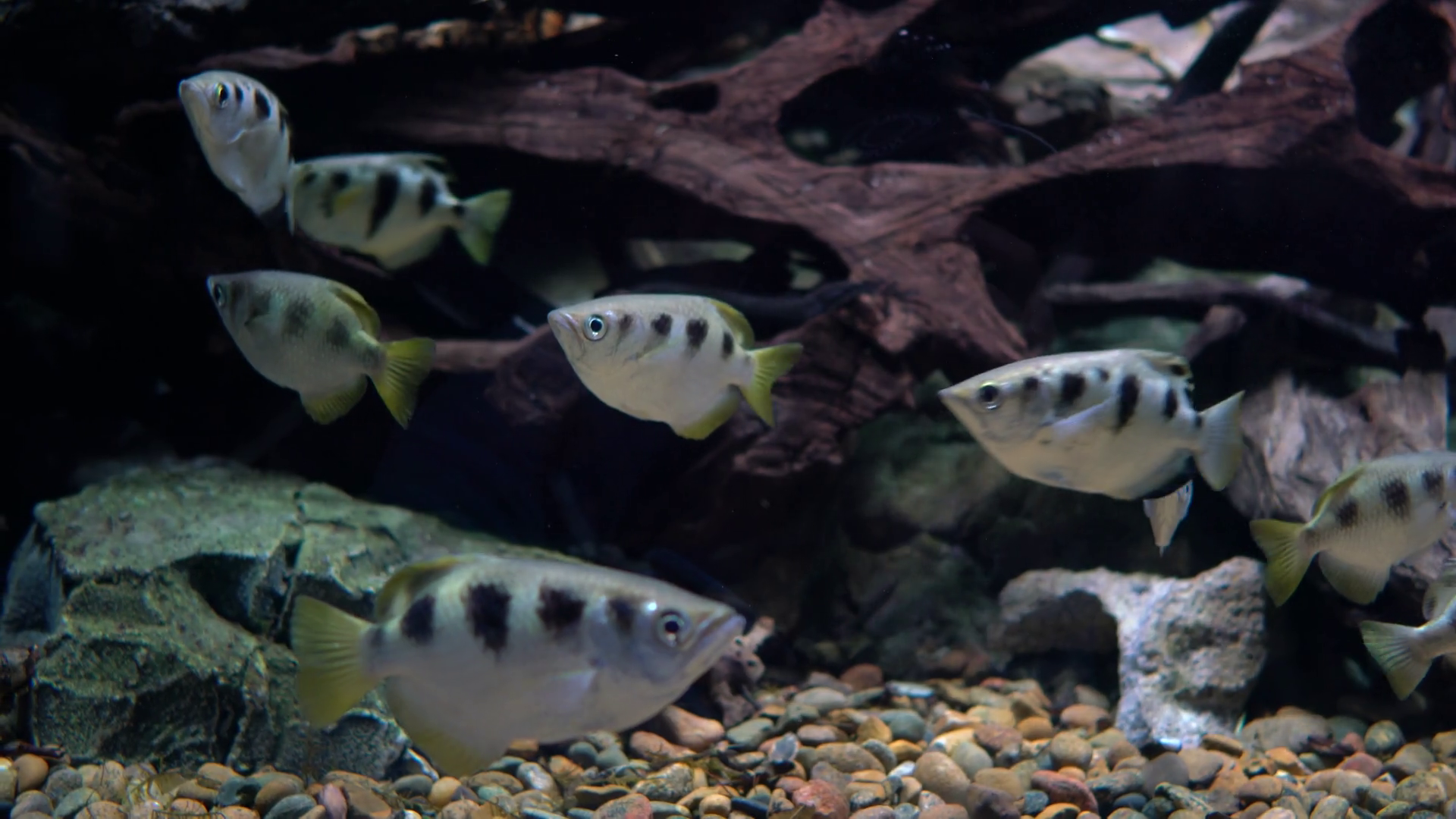 Toxotes Jaculatrix (banded Archerfish) Stock Footage SBV-309547100 ...