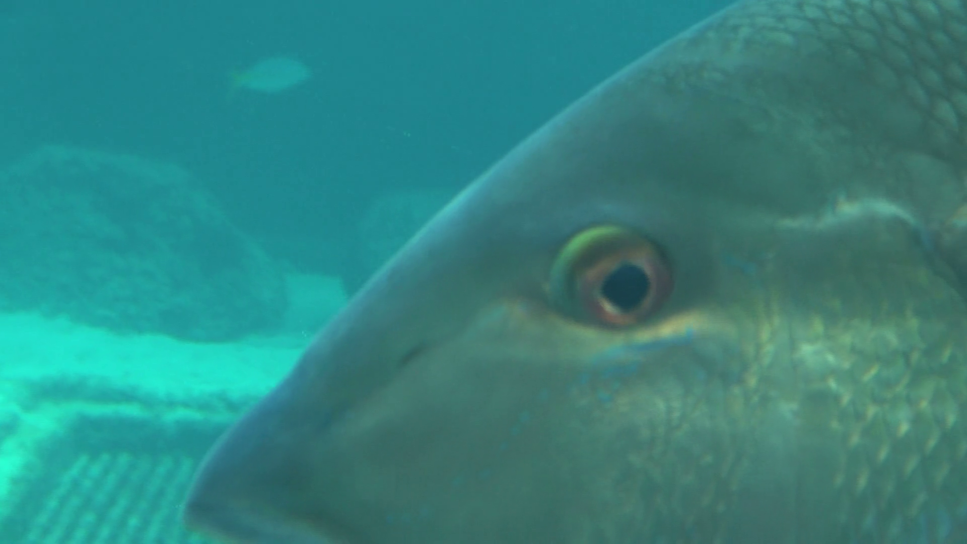 Tracking Large Fishes Face Closeup Stock Footage SBV-300094499 ...