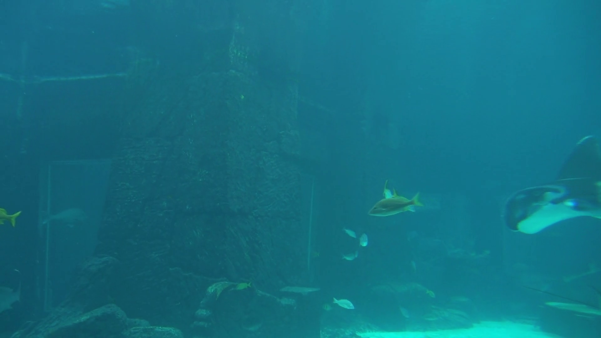 Tracking Underside Of Manta Ray Gliding Past Stock Footage SBV ...
