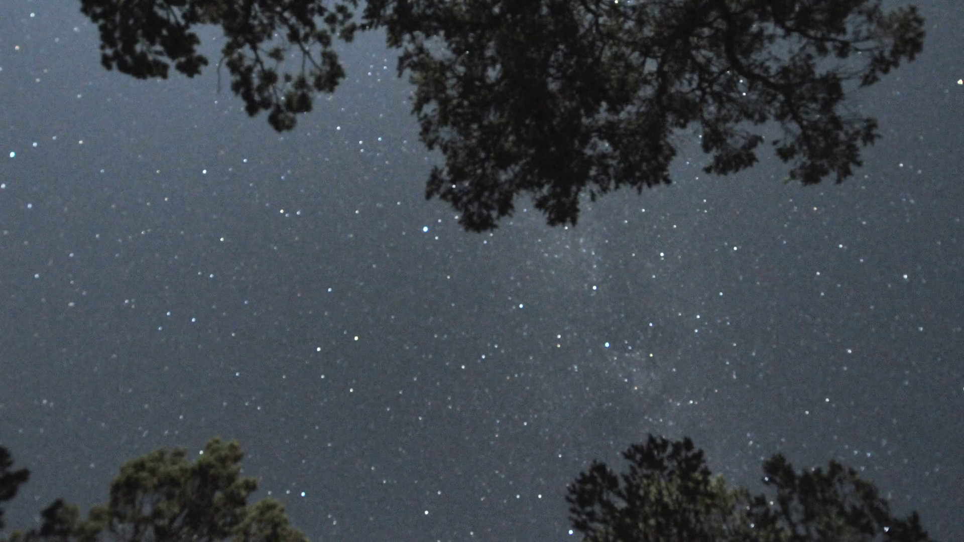 Tree Top Starry Night Sky Timelapse Stock Footage SBV-300170755 ...