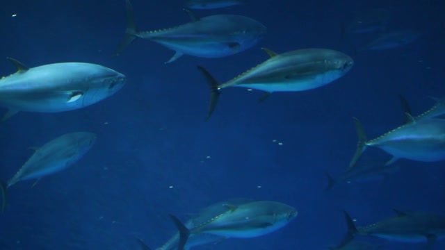 Tuna Stock Footage: Royalty-Free Video Clips - Storyblocks
