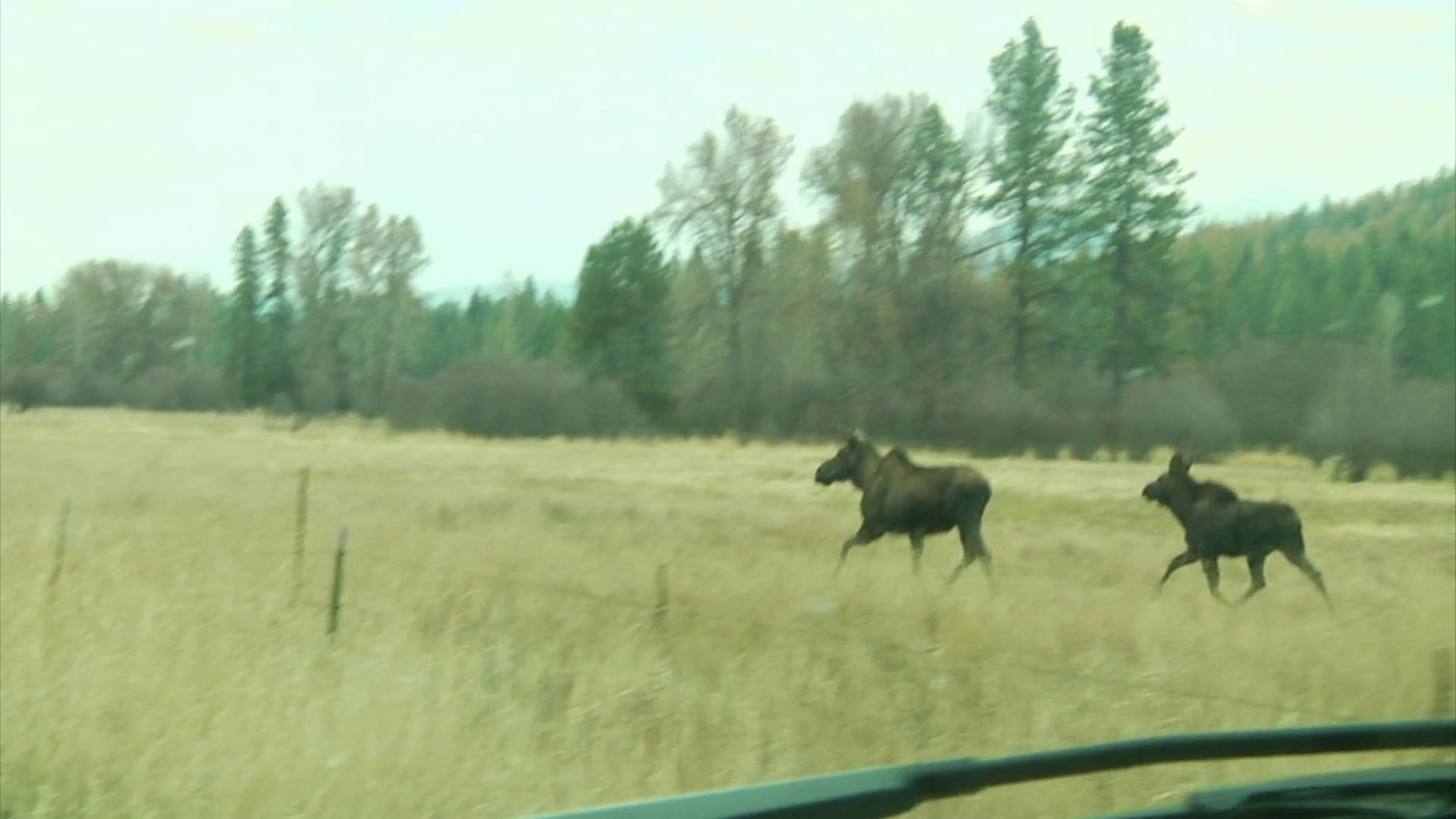 Two Large Moose Cross Jump Fence Cross Road Stock Footage SBV-300146778 ...