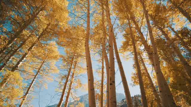 Videoblocks 4k Uhd Slow Mo Shot Looking Up At Trees With Leaves Falling ...