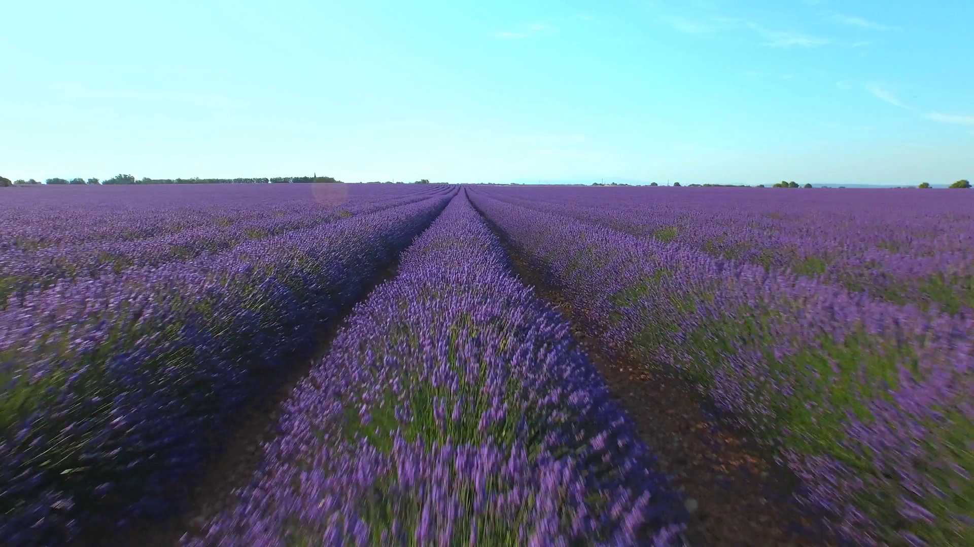 Aerial View: Beautiful Rows Of Lavender In Stock Footage SBV-319638057 ...