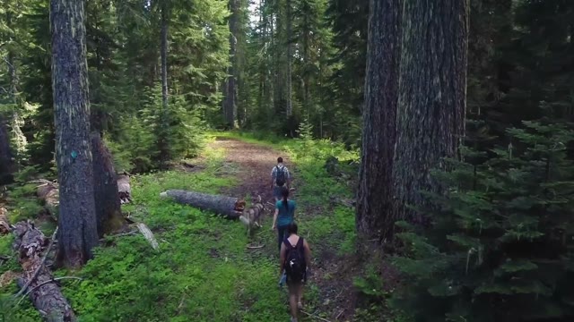 Forest Workout Stock Footage: Royalty-Free Video Clips - Storyblocks