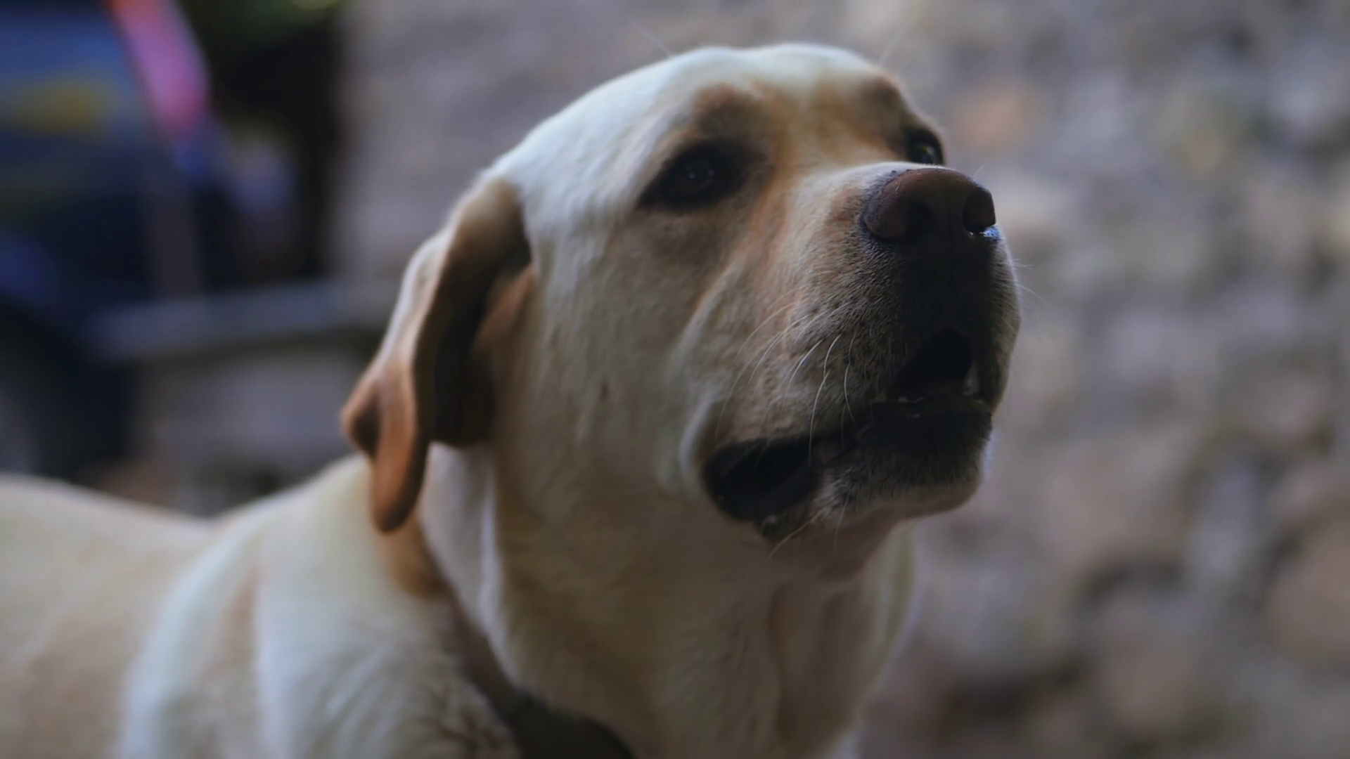 Golden Labrador Dog: Tail-wagging & Smiling Stock Footage SBV-316702462 ...