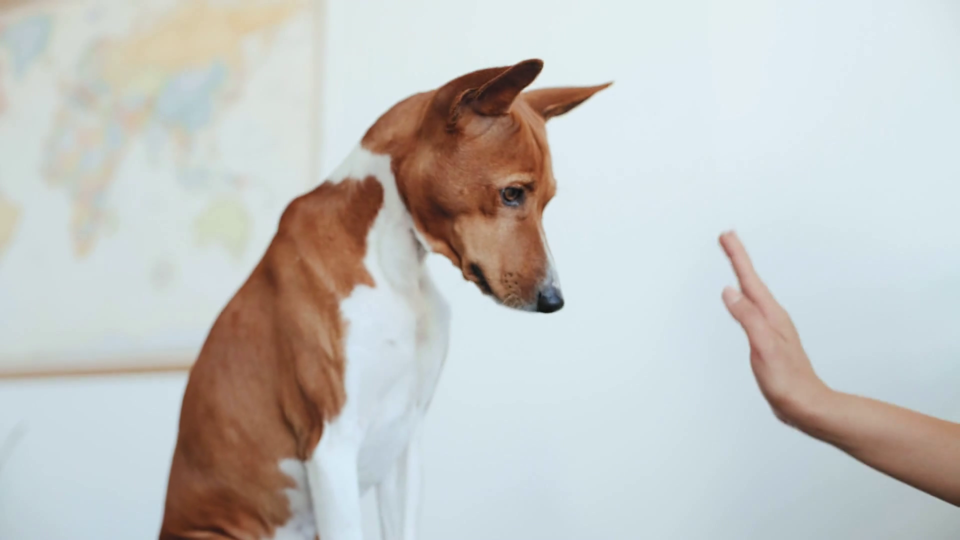 Focused Basenji Dog Trained To Play With Paws Stock Footage SBV ...
