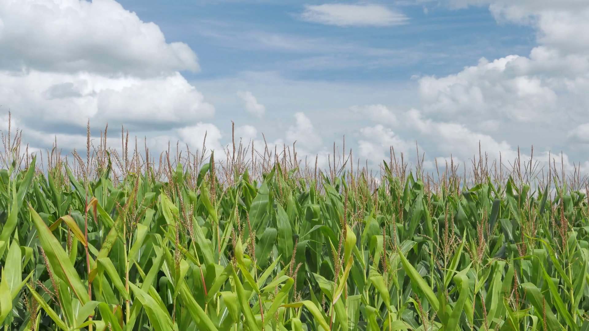 Corn Field Farm In Rural Ontario Canada Shot Stock Footage SBV ...