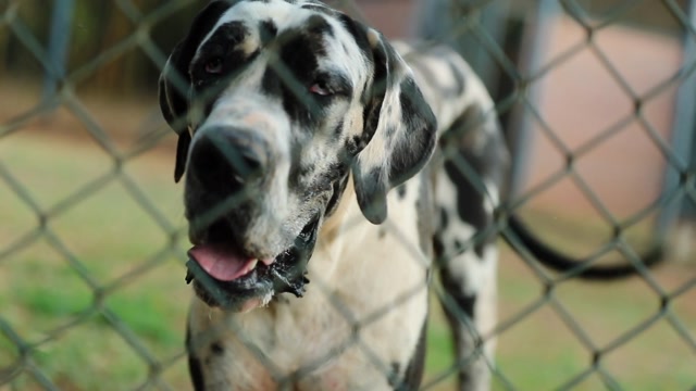 Great Dane | Animals stock footage - Storyblocks