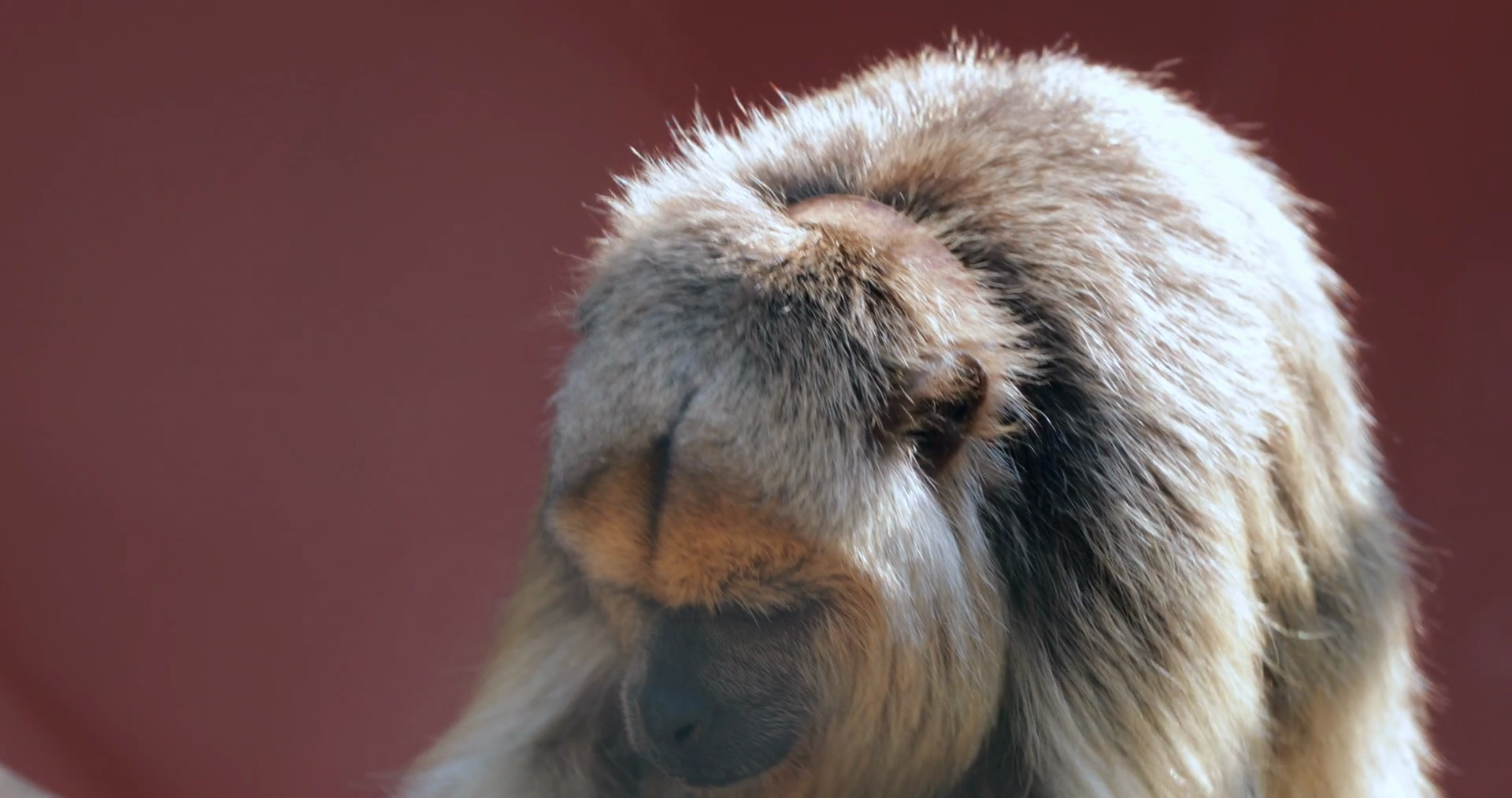 Monkey Eating Food Closeup Of Ape Monkey Stock Footage SBV-320962224 ...