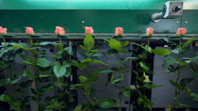 Flower Transporter Stock Footage: Royalty-Free Video Clips - Storyblocks