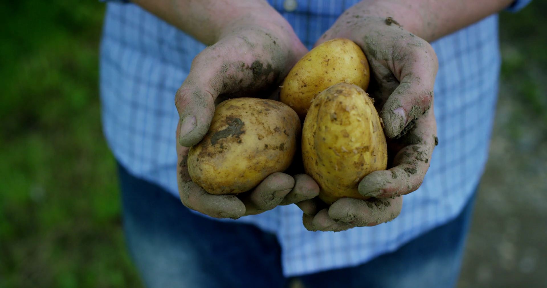 The Farmer Is Holding Biological Product Of Stock Footage SBV-314646555 ...