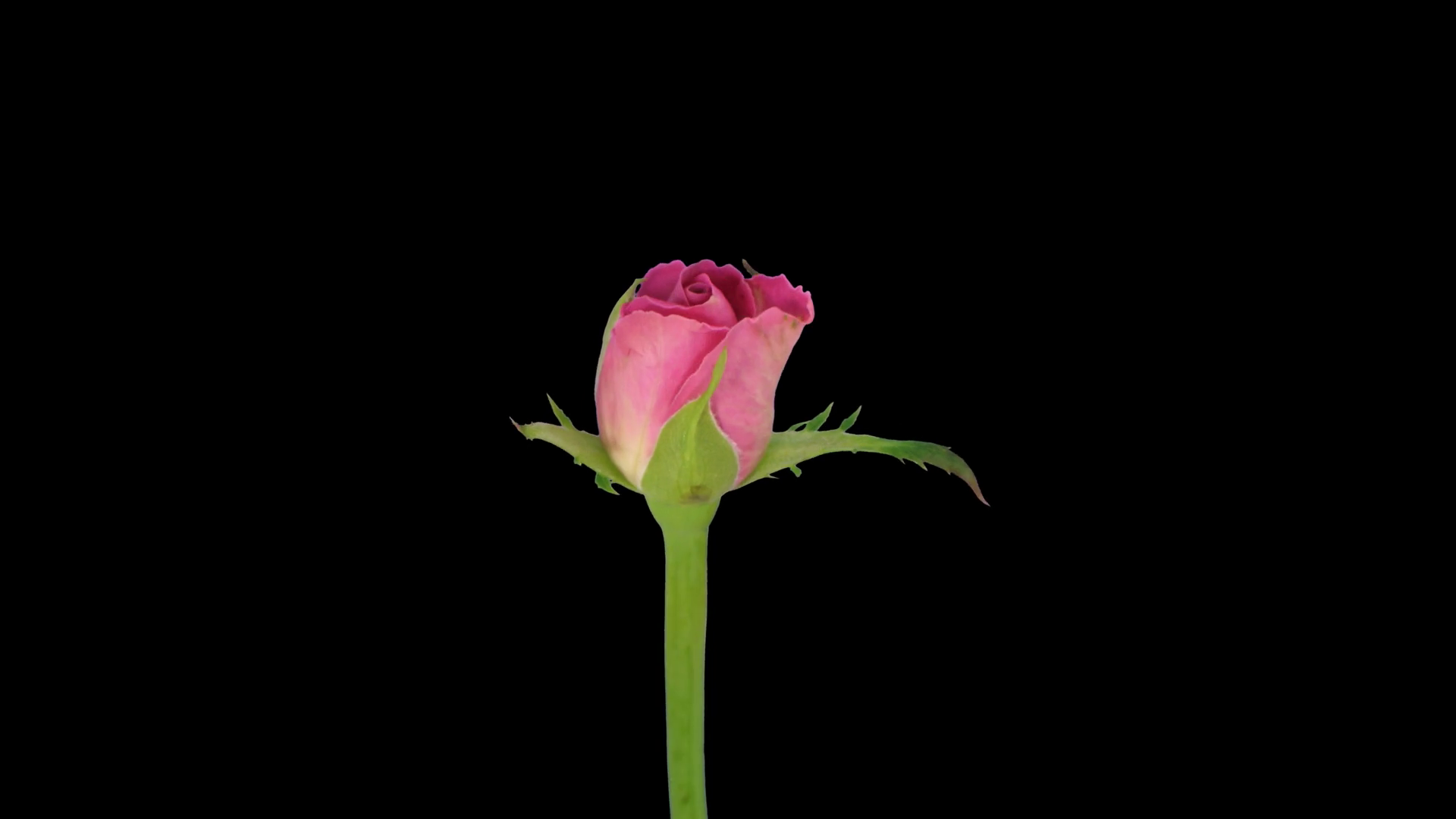 Tl Rose Aqua Time-lapse Of Opening Pink Aqua Stock Footage SBV ...