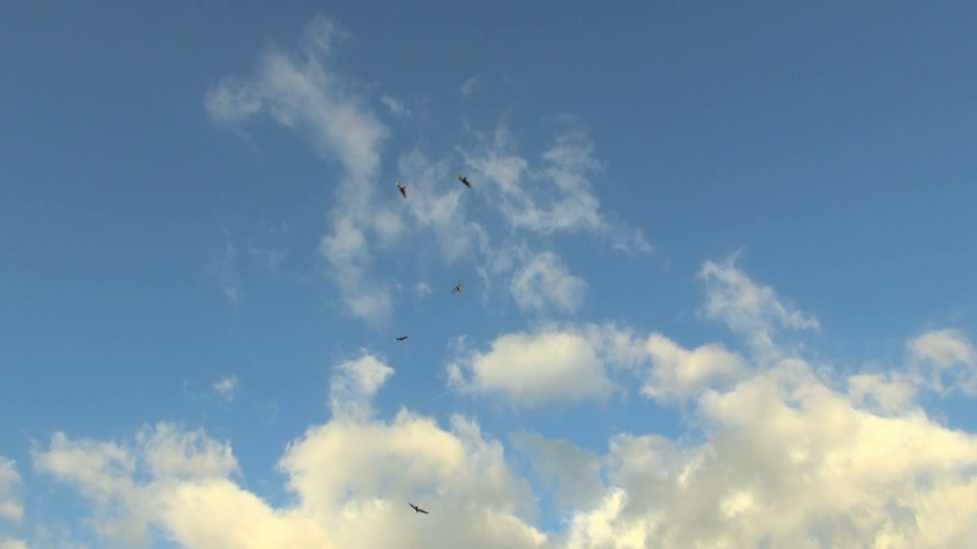 Vultures Soaring Against Bright Blue Sky Stock Footage SBV-300095862 ...