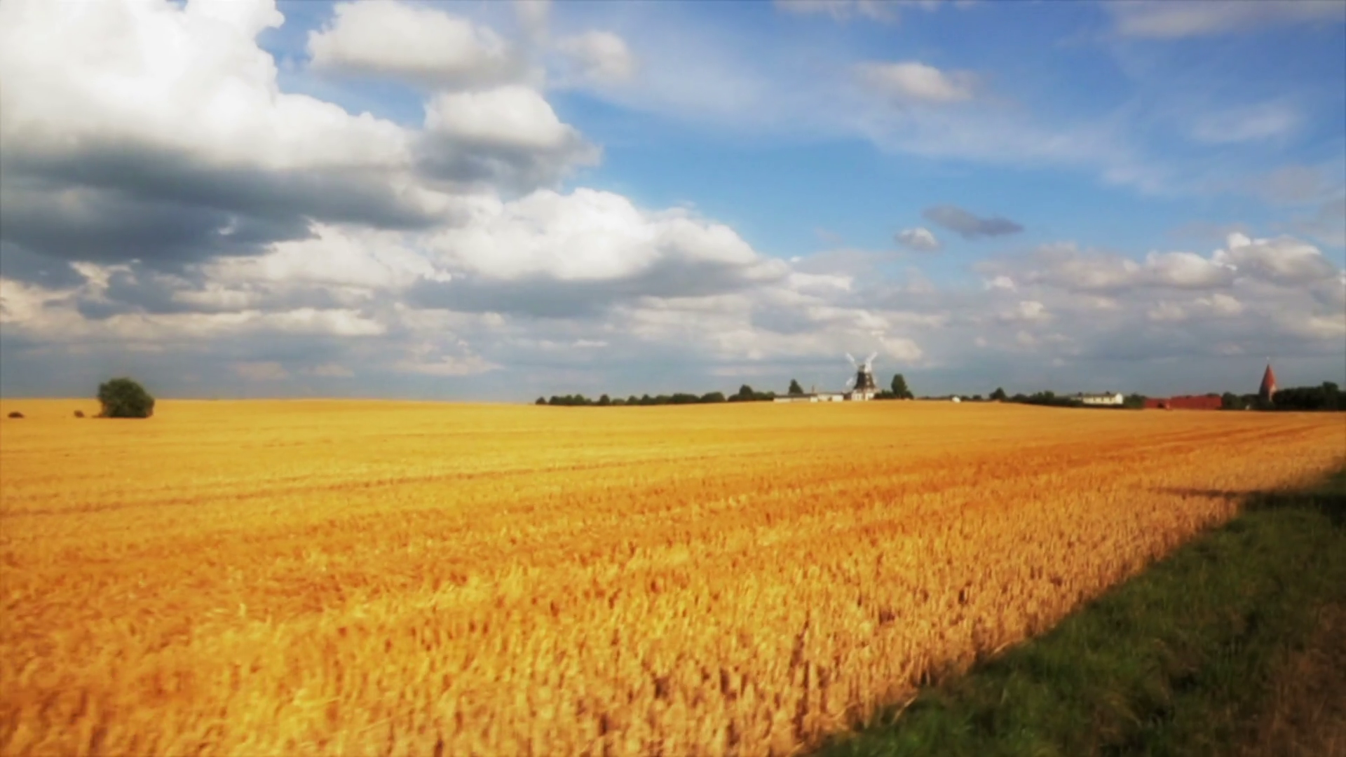 Yellow Wheat Field In Holland Stock Footage SBV-301943057 - Storyblocks