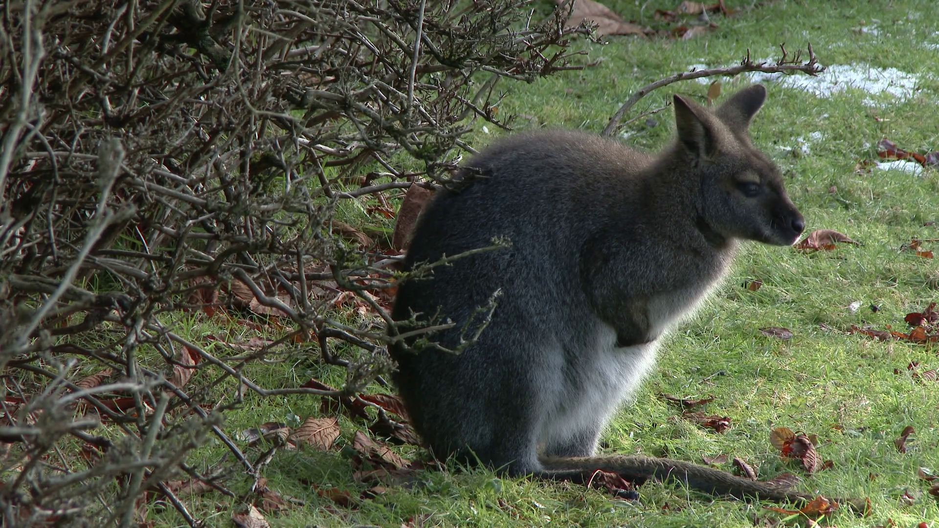 Young wallaby sitting by brush Stock Video Footage 00:08 SBV-304459303 - Storyblocks