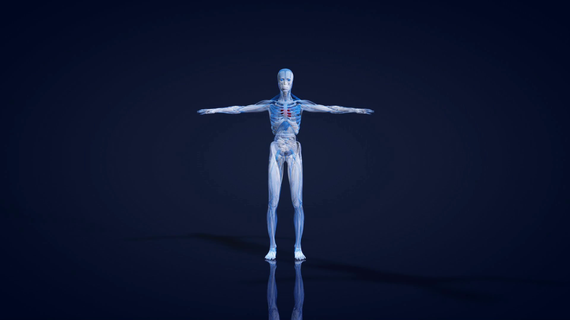 Zoom In On 3d Human Anatomical Model With Stock Motion Graphics SBV ...