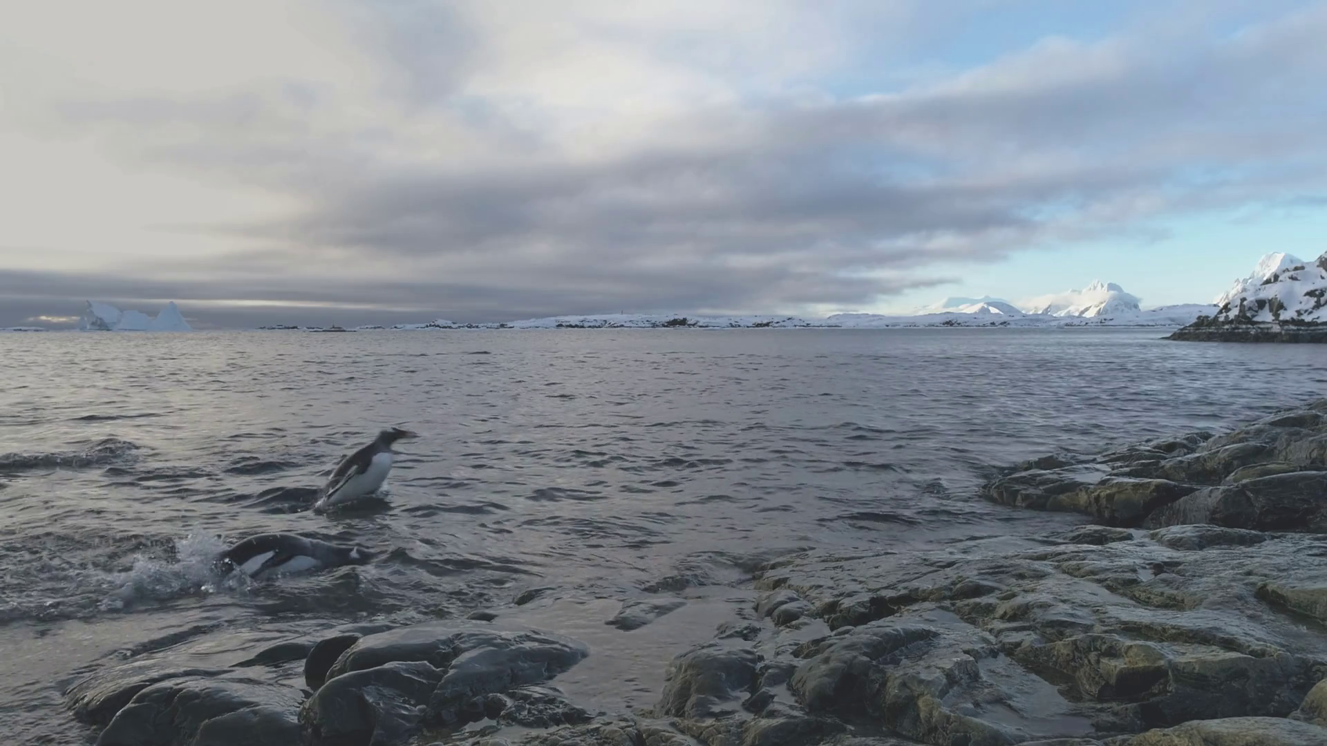 Gentoo Penguin Coming Out Of Water To Stock Footage SBV-348392179 ...