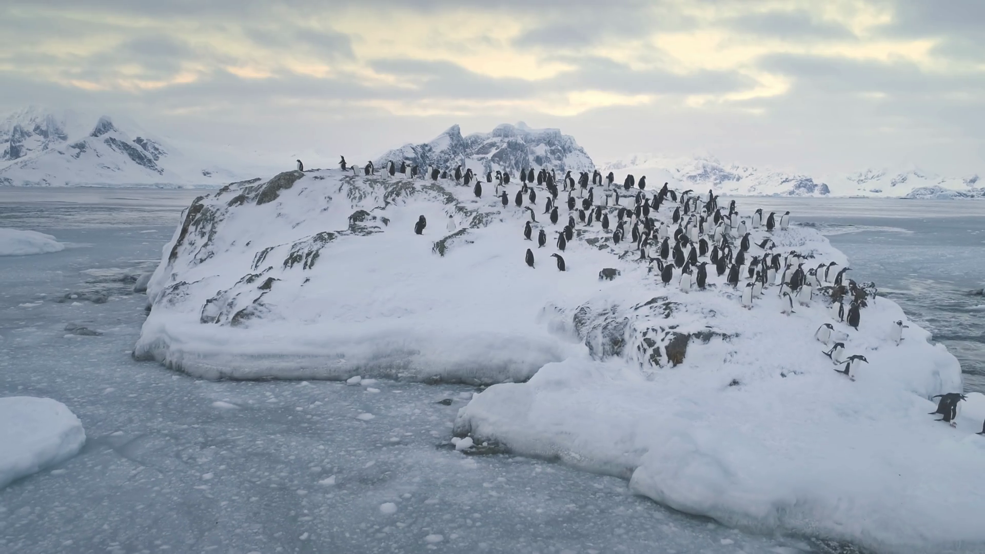 Aerial View Of Antarctica Penguins Colony Stock Footage SBV-348390965 ...