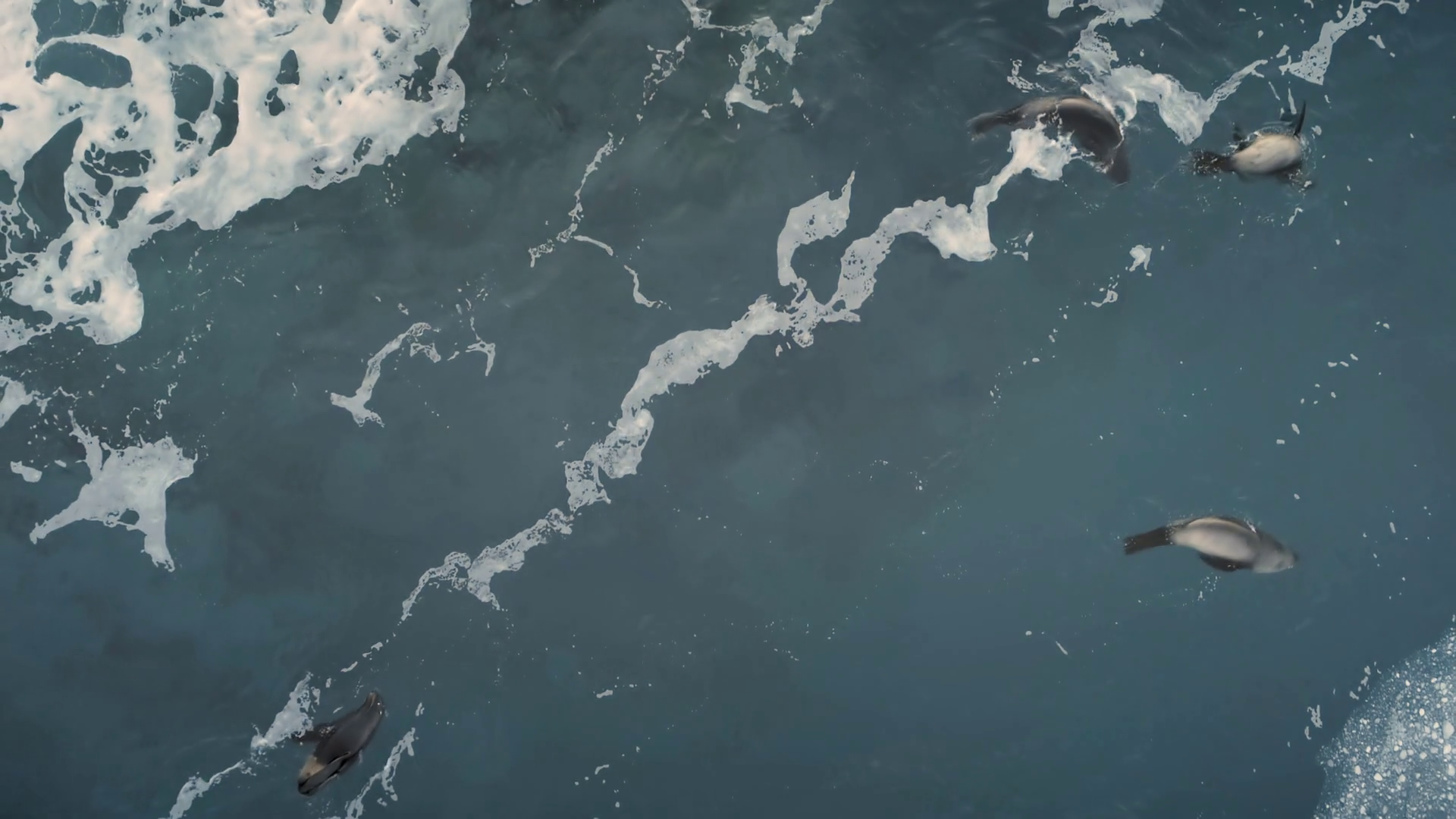 Aerial Flight Over Seals Swimming In Ocean Stock Footage SBV-348391002 ...