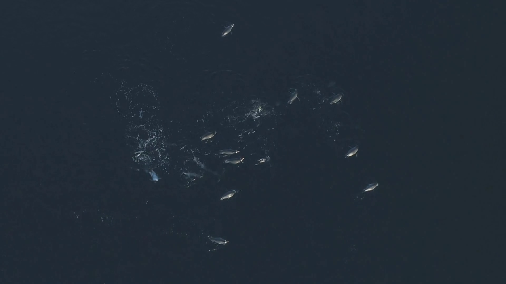 Aerial Top View - Group Funny Penguins Swim Stock Footage SBV-348392021 ...