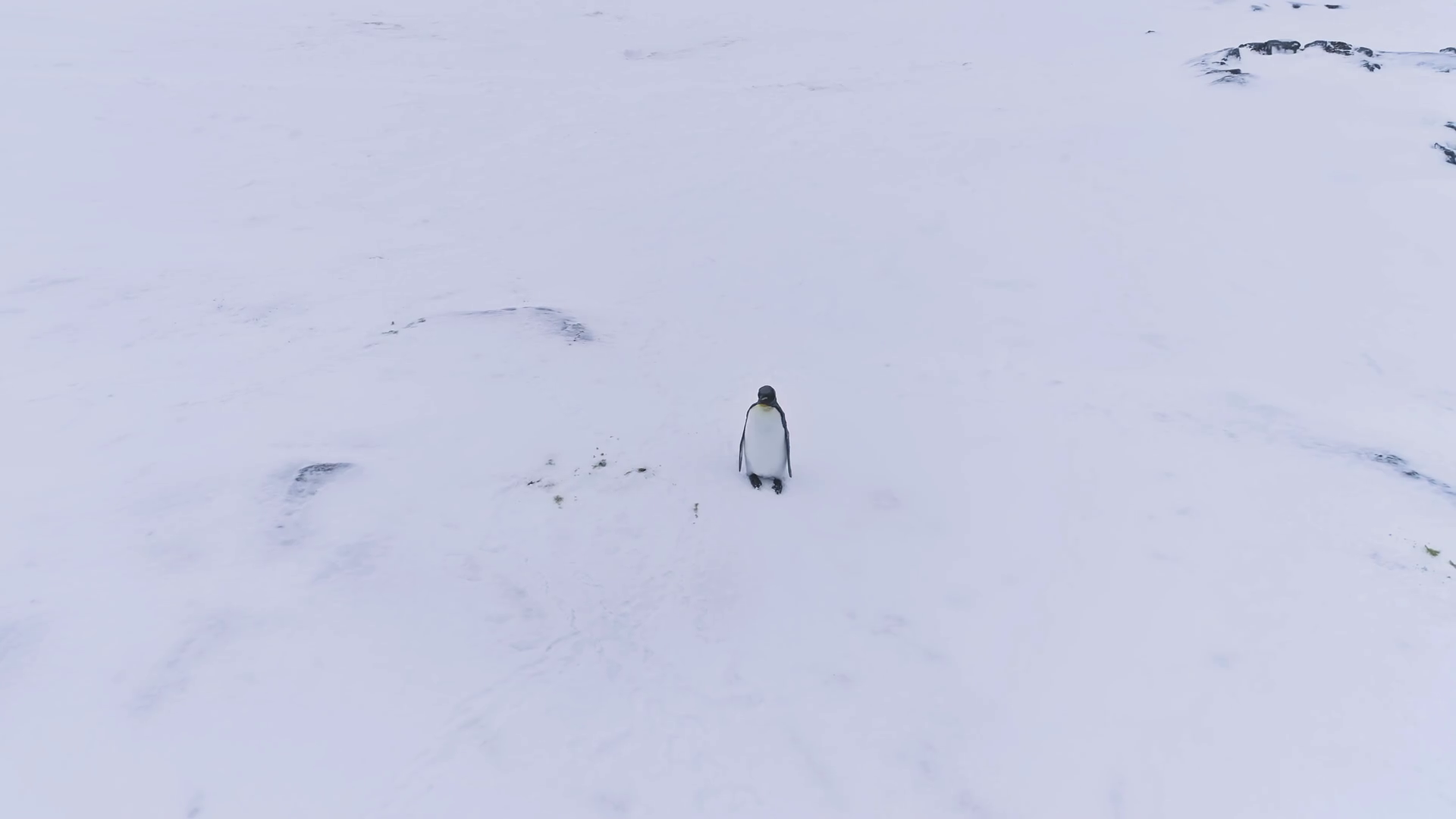 Lone King Penguin Wave Wing Antarctica Stock Footage SBV-348391486 ...