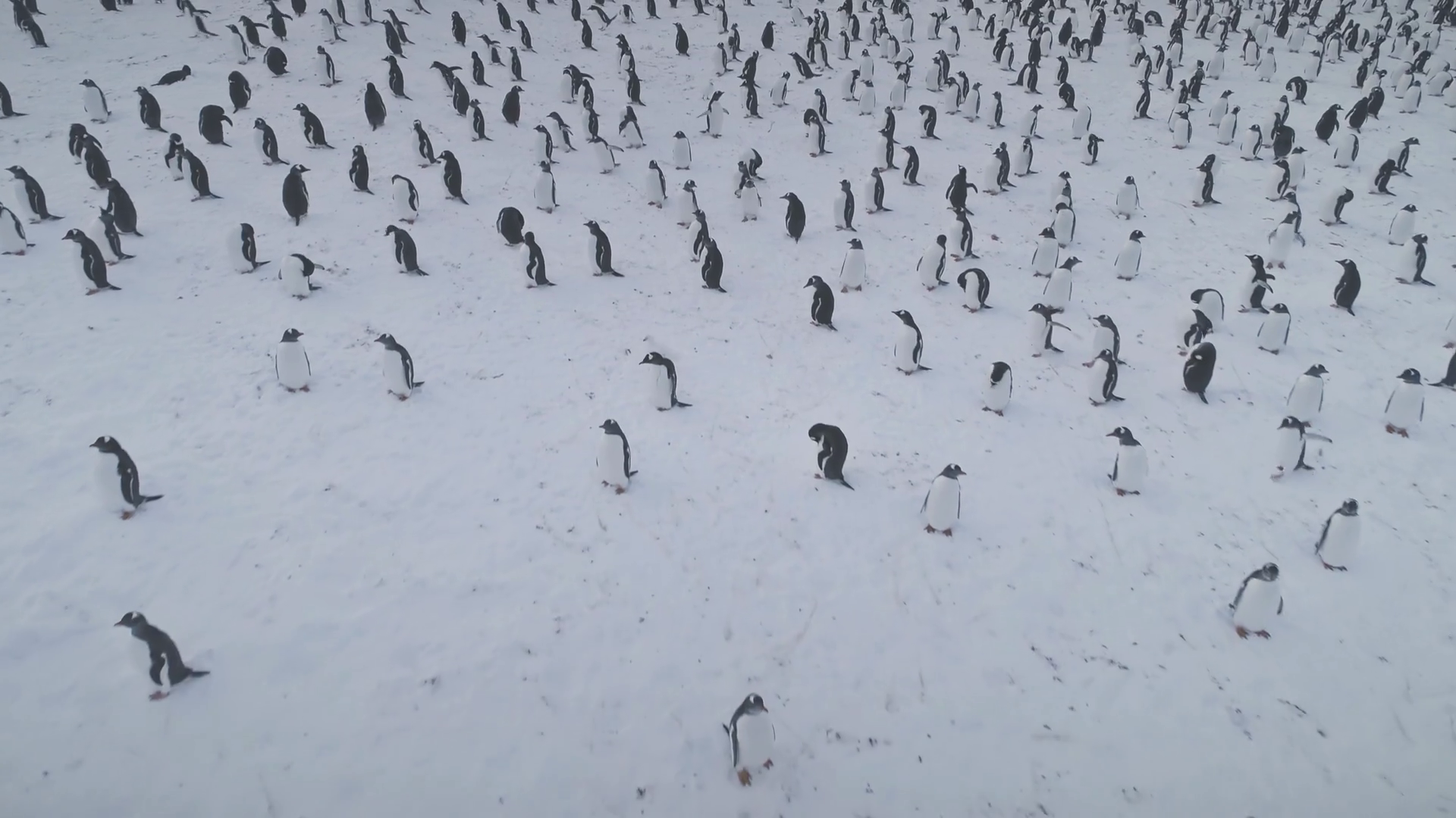Arctic Gentoo Penguin Colony Snow Covered Stock Footage SBV-348391056 ...