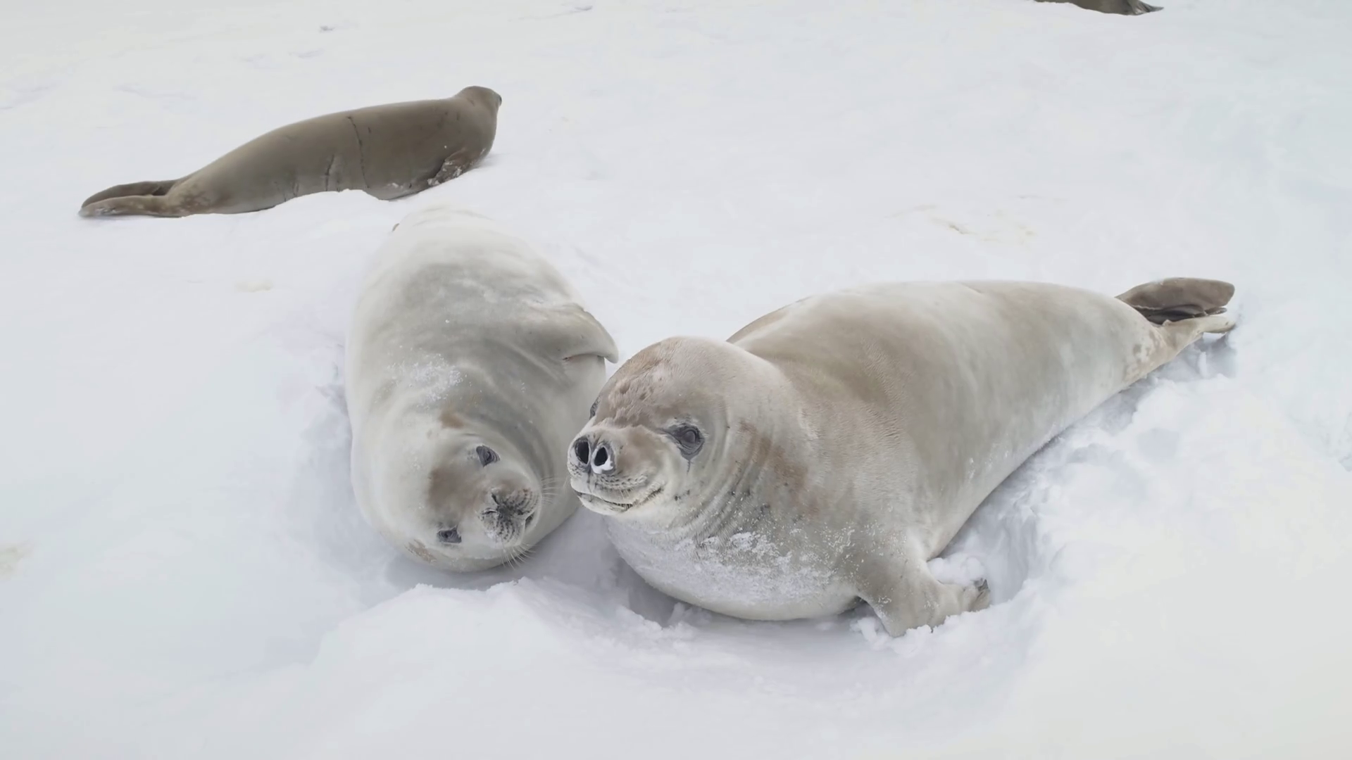 Young Weddell Seal Play Together Close-up Stock Footage SBV-348390023 ...