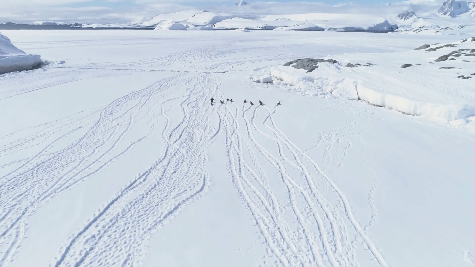 Aerial Flight Over Running Penguins Stock Footage SBV-348389861 ...