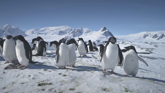 Antarctica Penguins Stock Footage: Royalty-Free Video Clips - Storyblocks