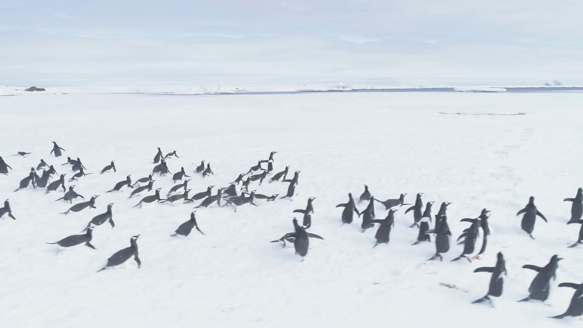 Antarctica Penguins Fast Moving To Vernadsky Stock Footage SBV ...