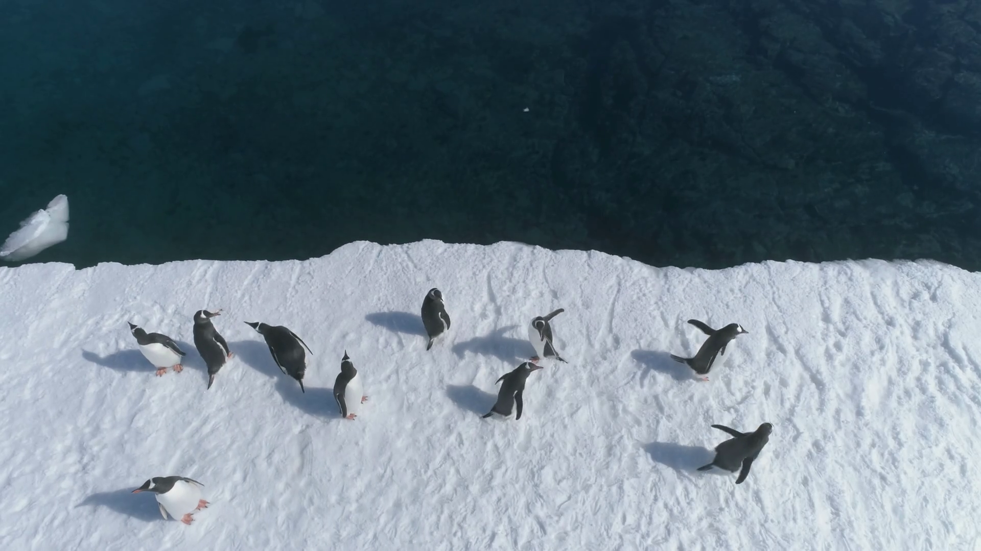 Close-up Antarctic Gentoo Penguin Aerial Stock Footage SBV-348410952 ...