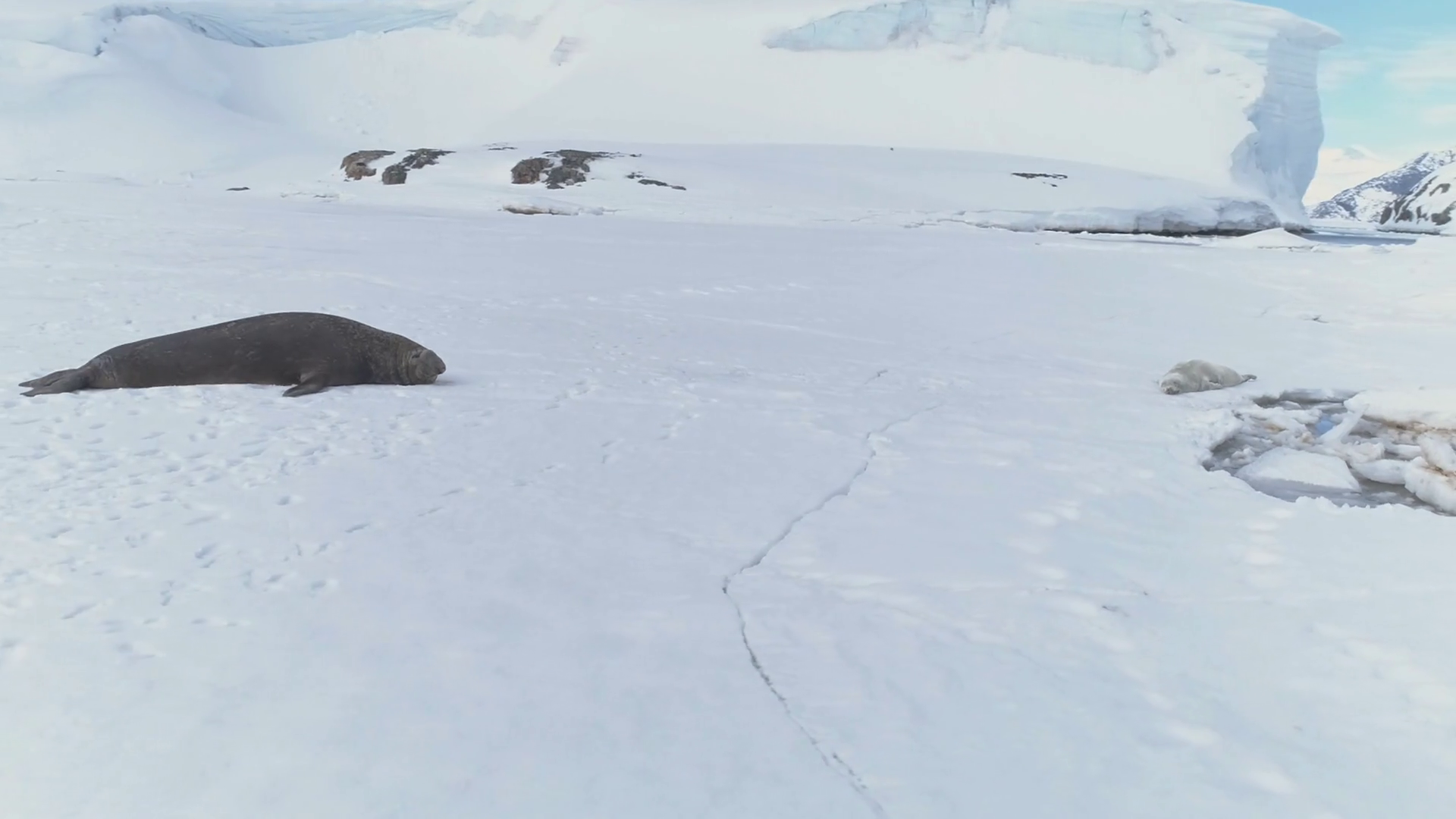 Elephant Seal Resting On Antarctic Ice Stock Footage SBV-348411055 ...