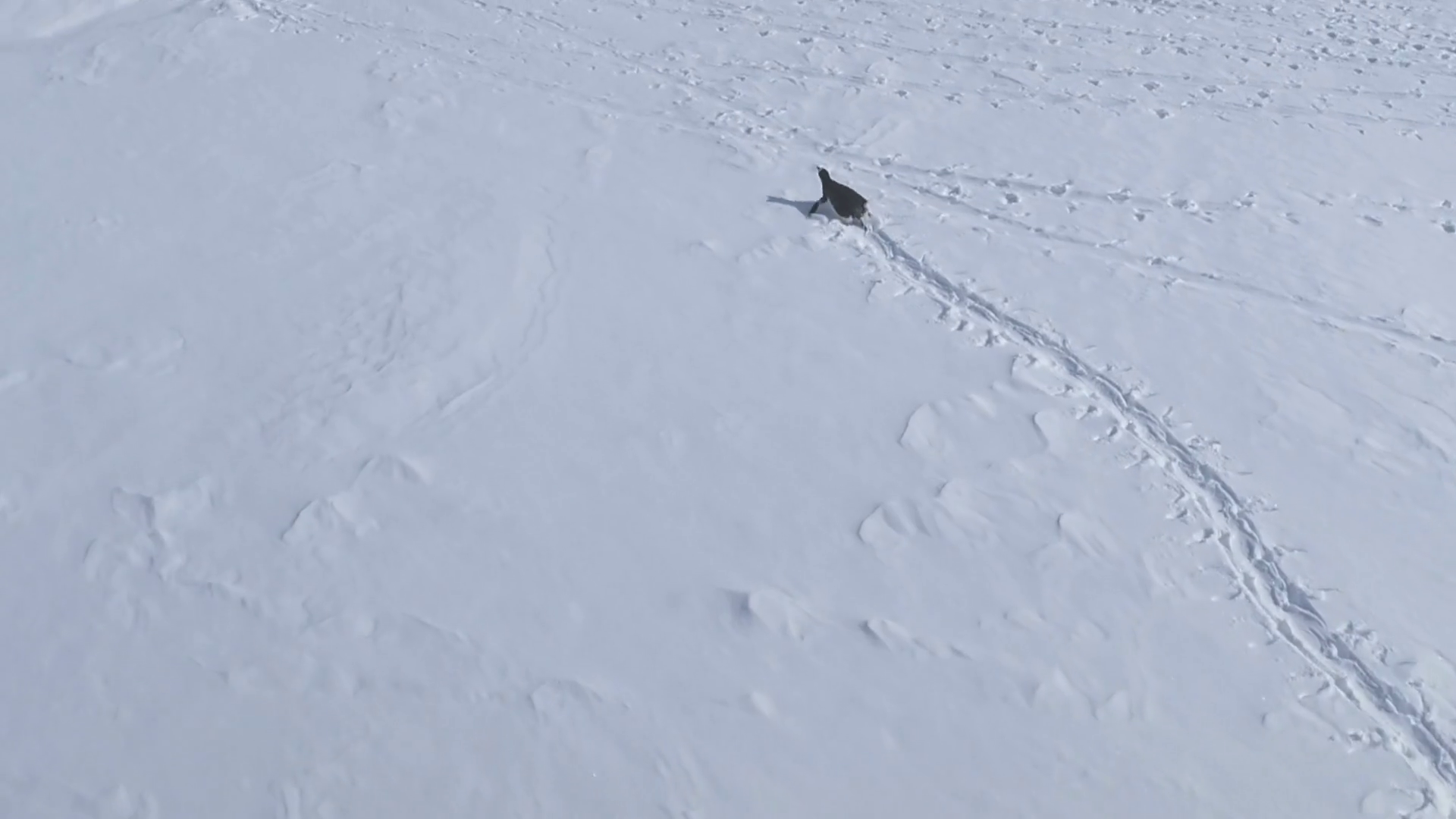 Gentoo Penguin Run Antarctica Frozen Ocean Stock Footage SBV-348798439 ...