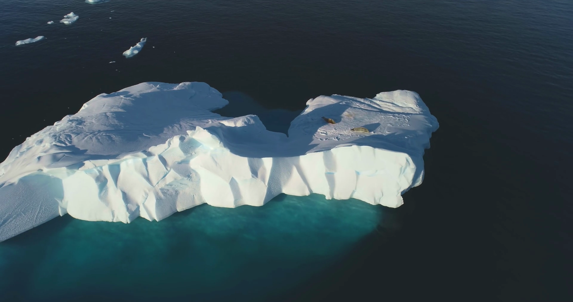 Two Seals Resting On Huge Glacier In Stock Footage SBV-348830176 ...