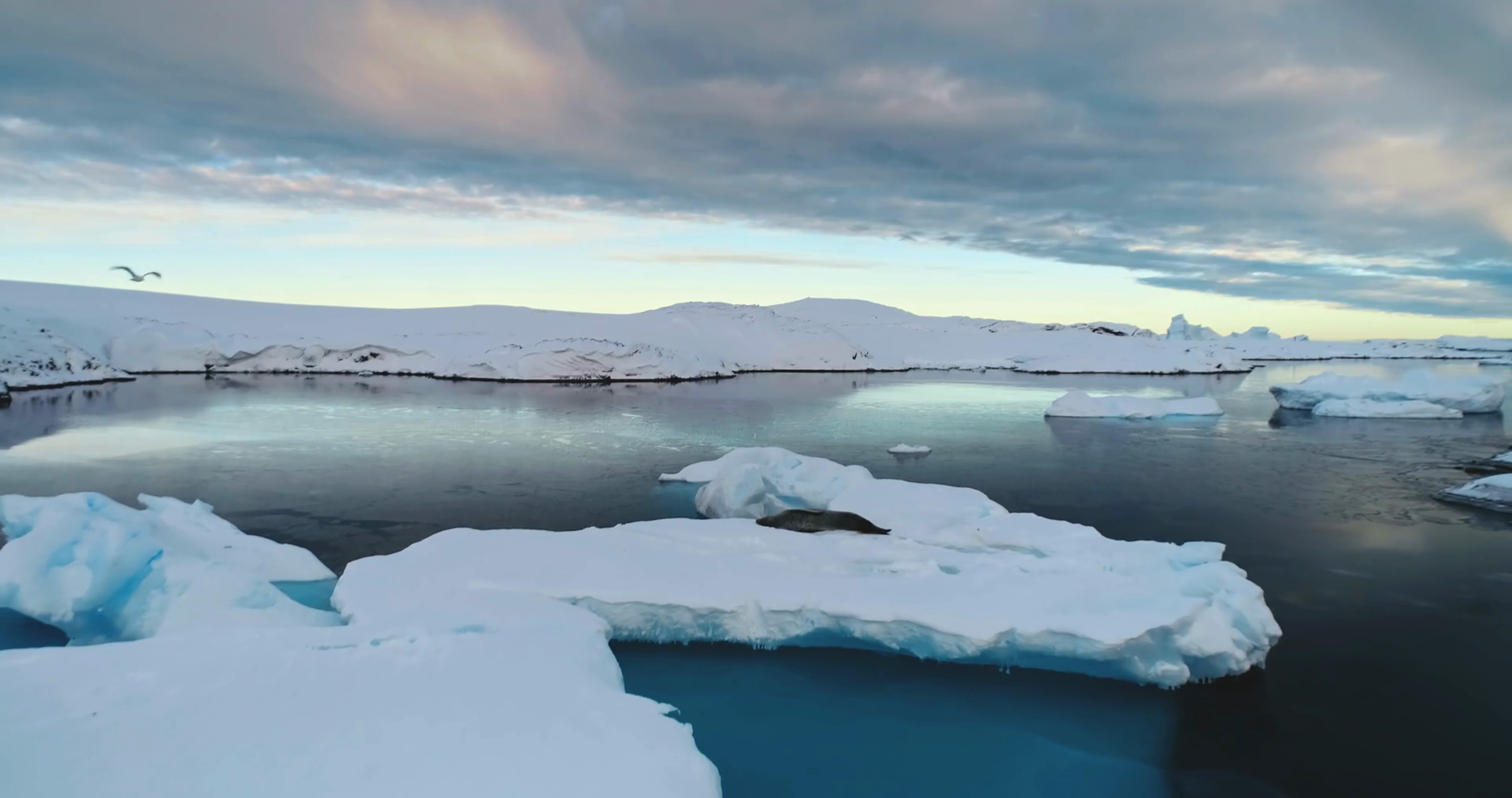 Explore Wildlife In Antarctica South Pole Stock Footage SBV-348835368 ...